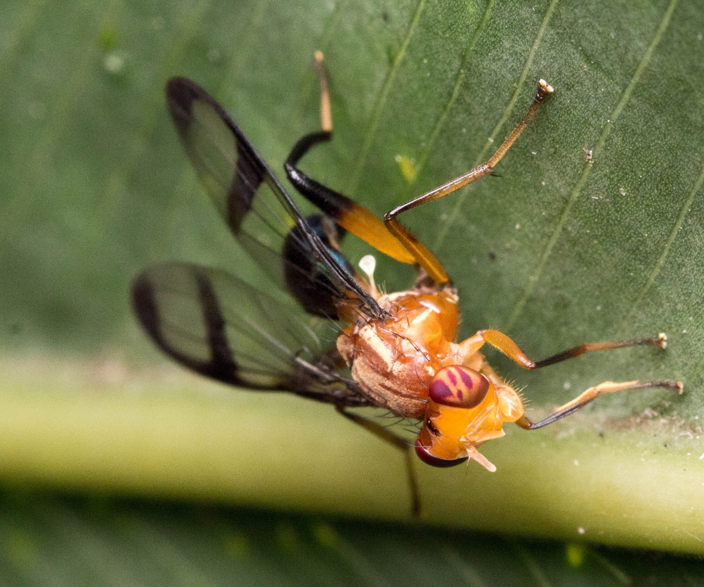 What are Gnats? Are Gnats Flies? | Ask an Entomologist